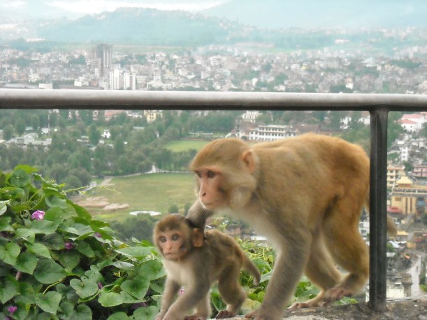 Swayambhunath: Nepal’s Monkey Temple – The Human Rights Warrior